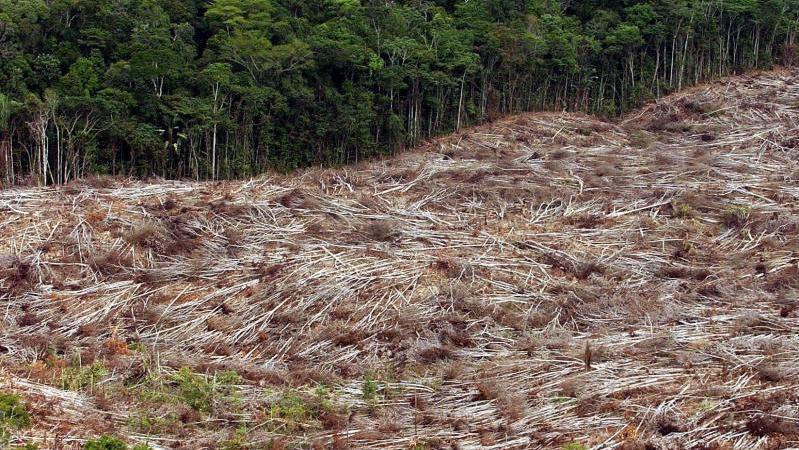 Brasilien: Das Tempo der Abholzung des Regenwaldes am Amazonas nimmt ... Brasilien: Das Tempo der Abholzung des Regenwaldes am Amazonas nimmt ...
